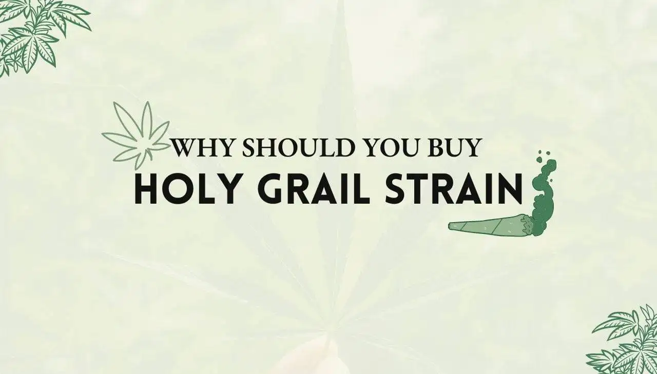 Experience the Magic of the Holy Grail Strain » Green Serenity
